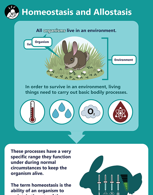 Homeostasis and Allostasis | The Partnership in Education