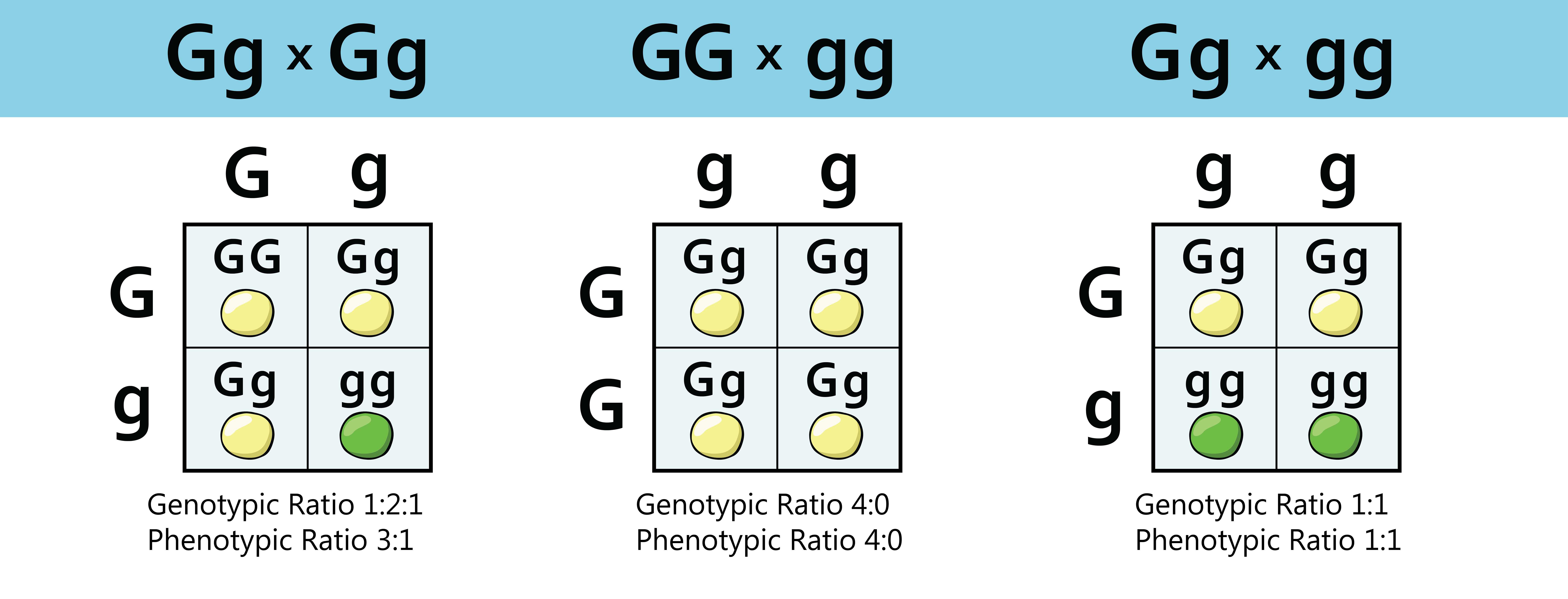 Genotype Ratio