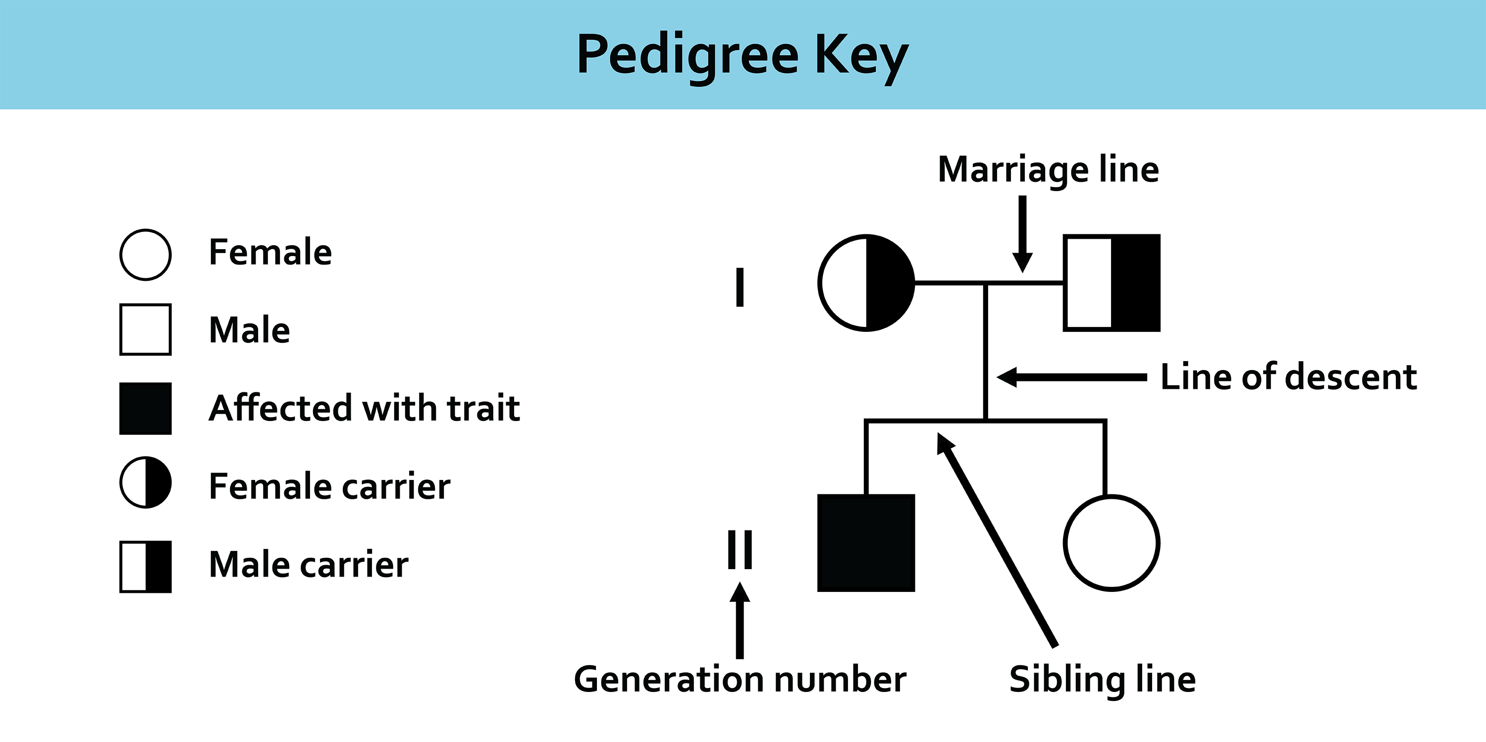 Genetics | The Partnership in Education
