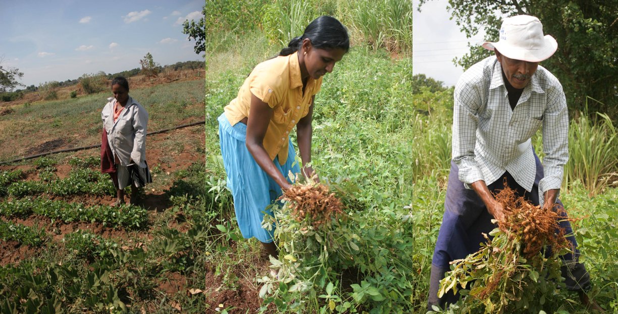 Economic Diversification through Crop Diversification and Organic ...