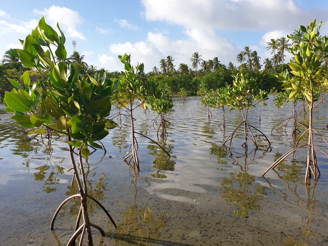“My Mangrove Planting Project” – Youth Engagement to Address Climate ...