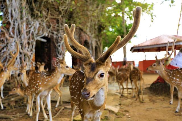 Ross Island Travel Guide - Places to visit, Things to do & Tours