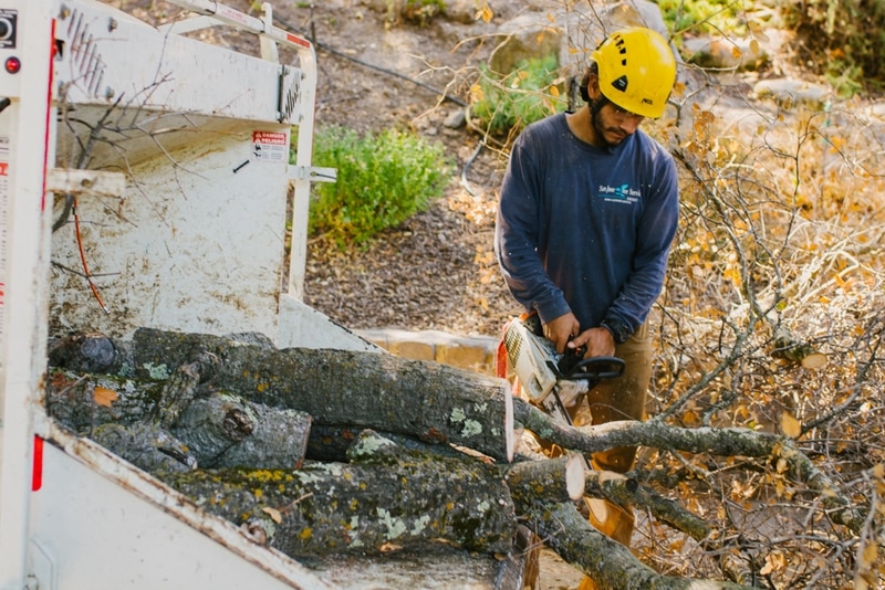 San Jose Tree Service | Tree, Arborist, & Landscaping Services