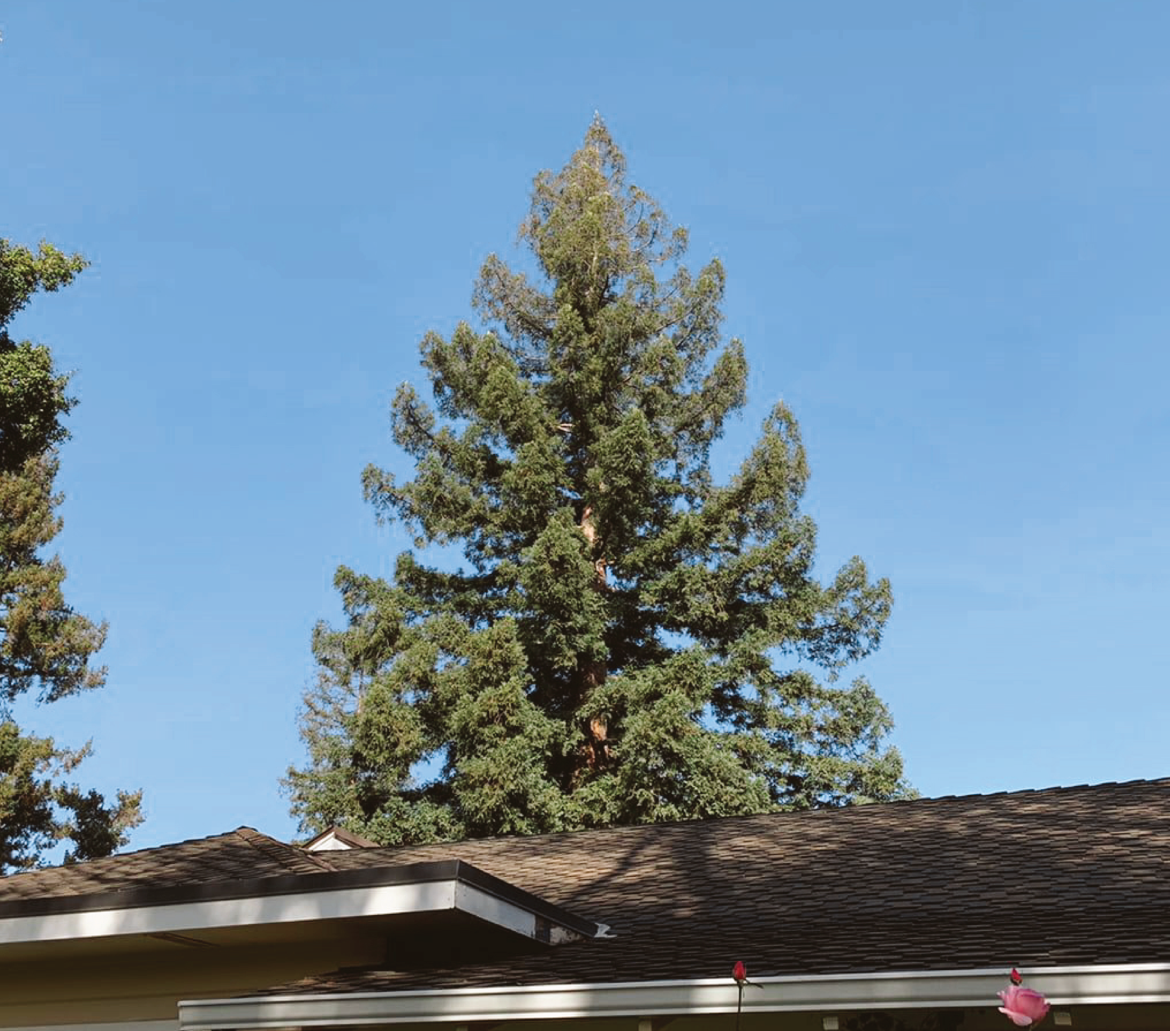 Service Gallery — San Jose Tree Service