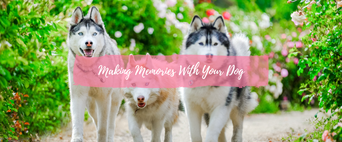 Making Memories With Your Dog