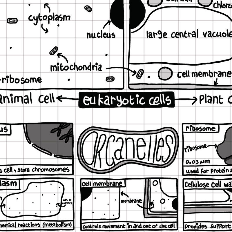 GCSE Science resources