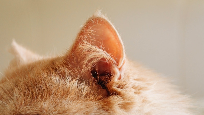 Ohrmilben bei Katzen – Wie du erkennst, ob es wirklich Milben sind | Dr ...