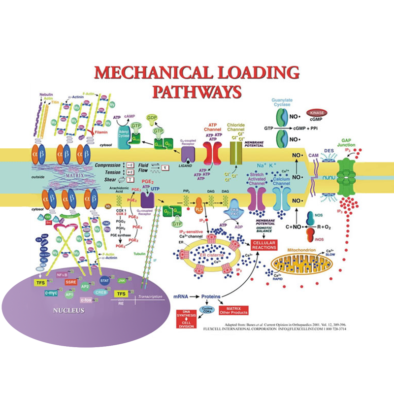 Cell Stretching Bioreactors | Flexcell International