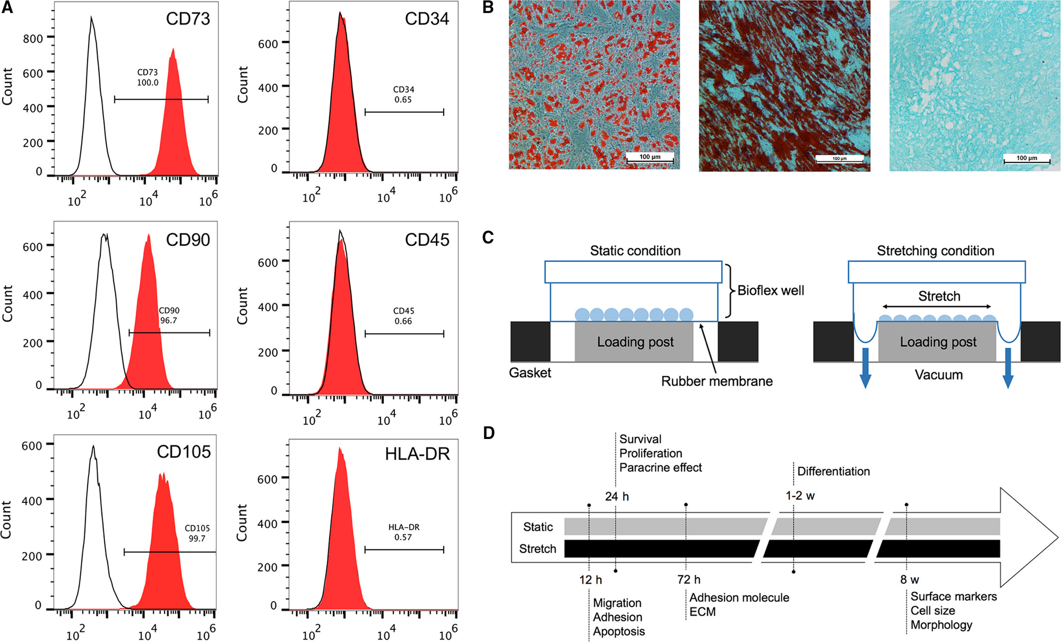 The effects of mechanical stretch on the biological characteristics of ...