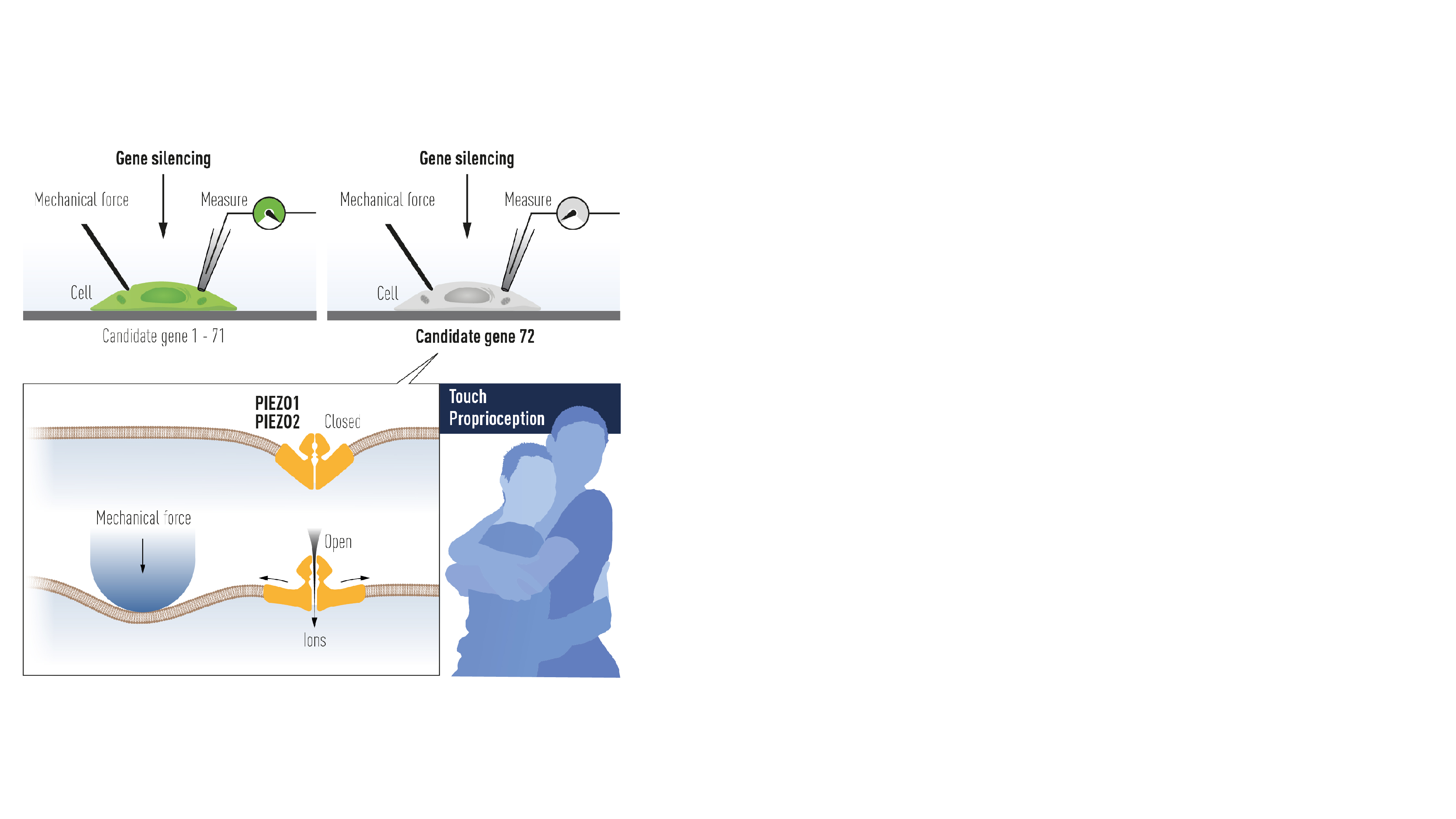 Congratulations Dr. Julius and Dr. Patapoutian Nobel Prize Winners for ...