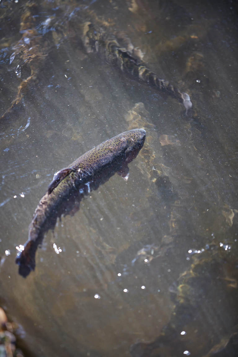 Sustainable Freshwater Trout and Salmon Farm | Buxton Trout and Salmon Farm