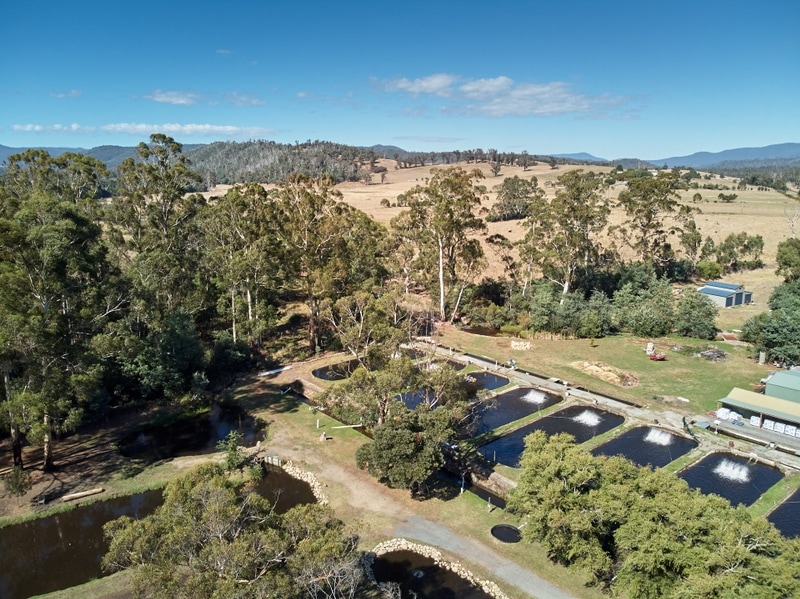 Buxton Trout and Salmon Farm - Come fishing in the Murrindindi Shire ...