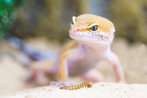 How to Care For Cuts and Abrasions in Reptiles - Fauna Care