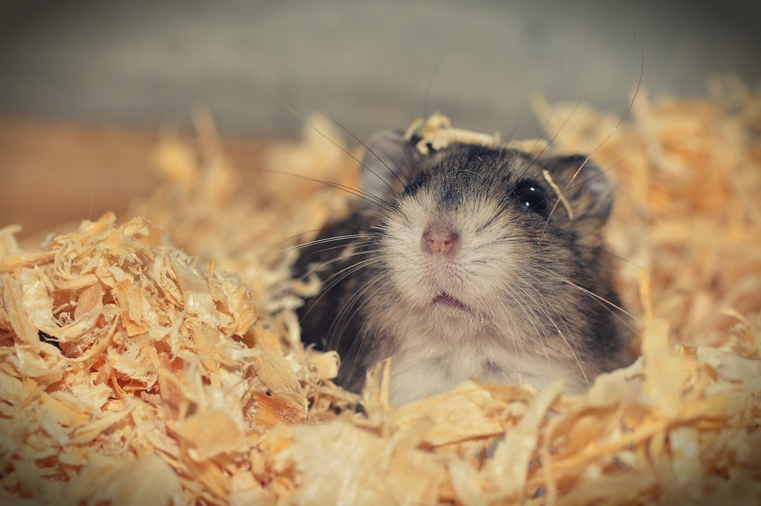 The Ultimate Guide to Hamster Hair Loss - Fauna Care