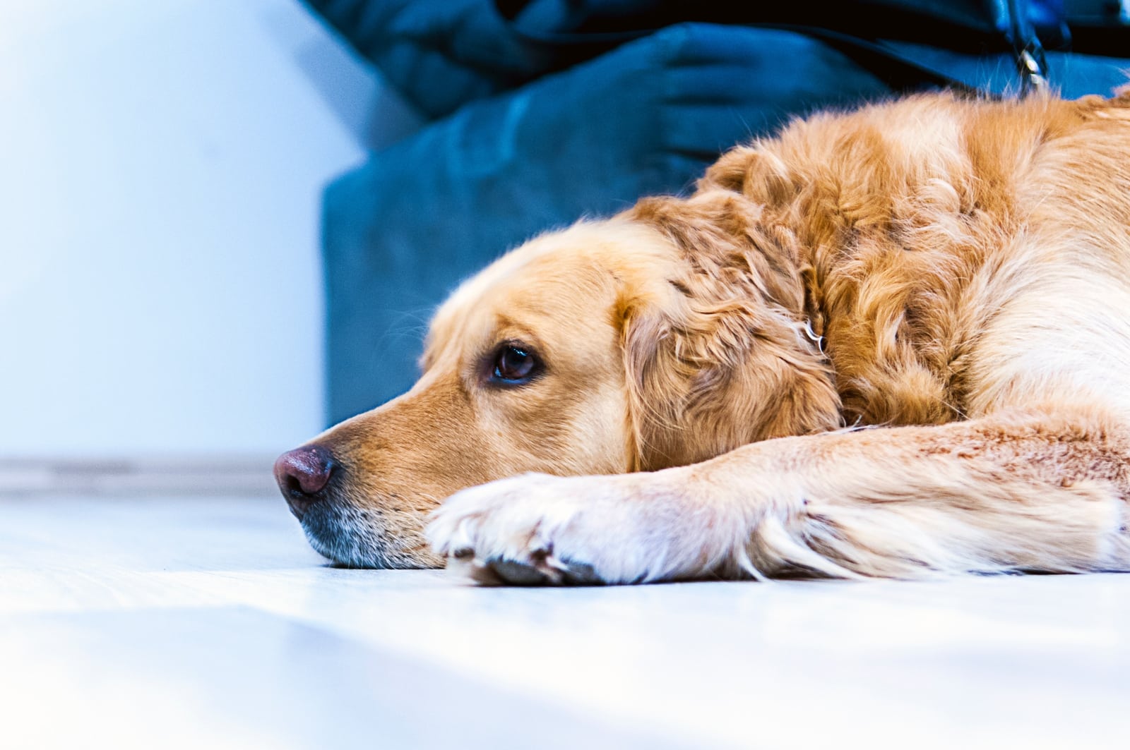 How to Know if Your Dog’s Wound is Infected - Fauna Care