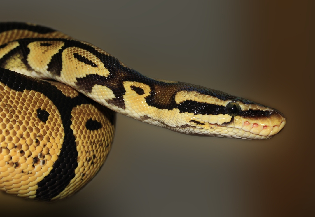 how-to-meet-the-nutritional-needs-of-your-snake-fauna-care