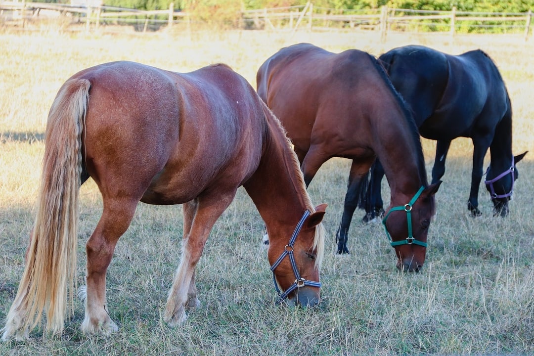 Is Your Horse Suffering From Proud Flesh? - Fauna Care