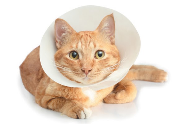 Has Your Cat Recently been Wounded? Learn How to Help it Heal Quicker ...