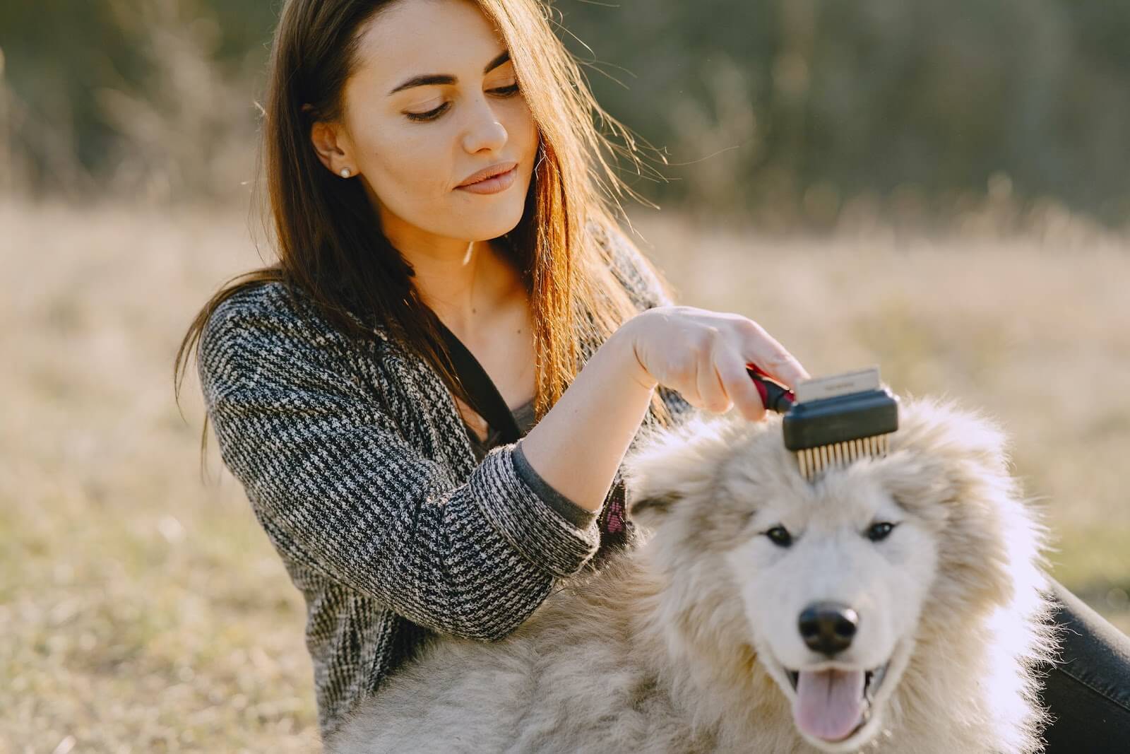 How to Groom your Pets at Home - Fauna Care