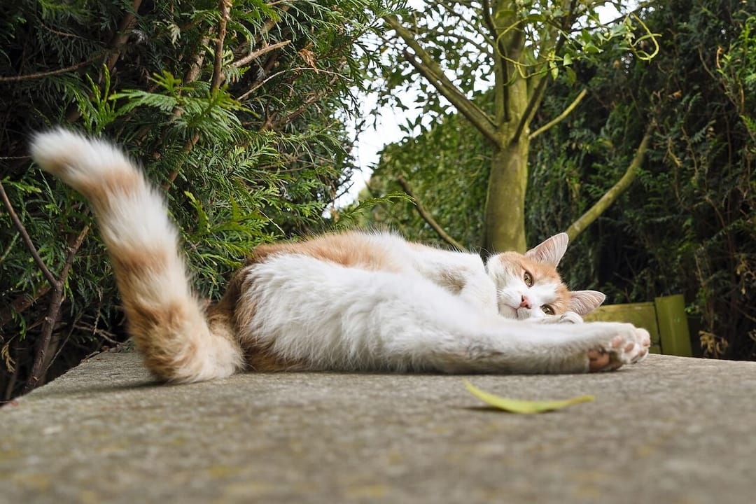 Clueless When It Comes to Cat Tail Injuries? Here’s What to Do - Fauna Care