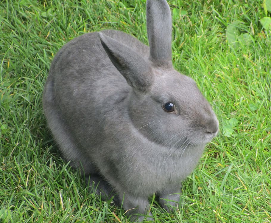 How to Treat Minor Wounds in 5 Different Pets - Fauna Care