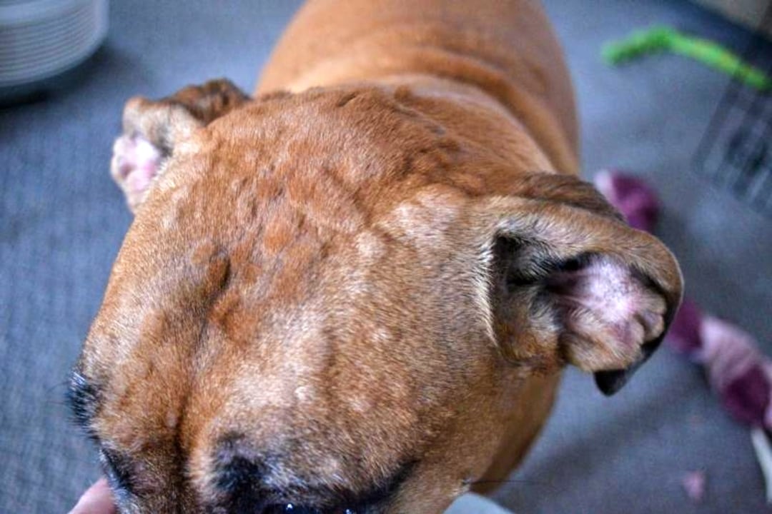 What To Do If Your Dog Has Hives Fauna Care what-to-do-if-your-dog-has-hives-fauna-care