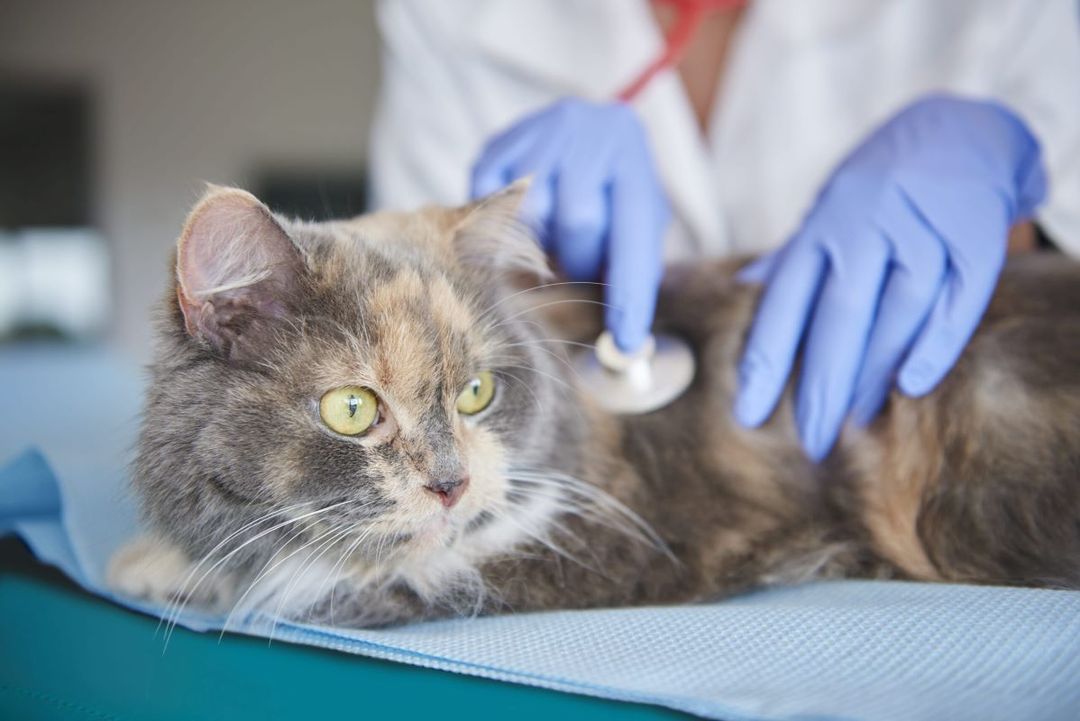 Can You Put Peroxide on a Cat Wound? - Fauna Care