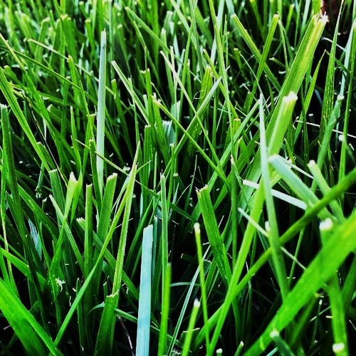 Northern VA Lawn Care