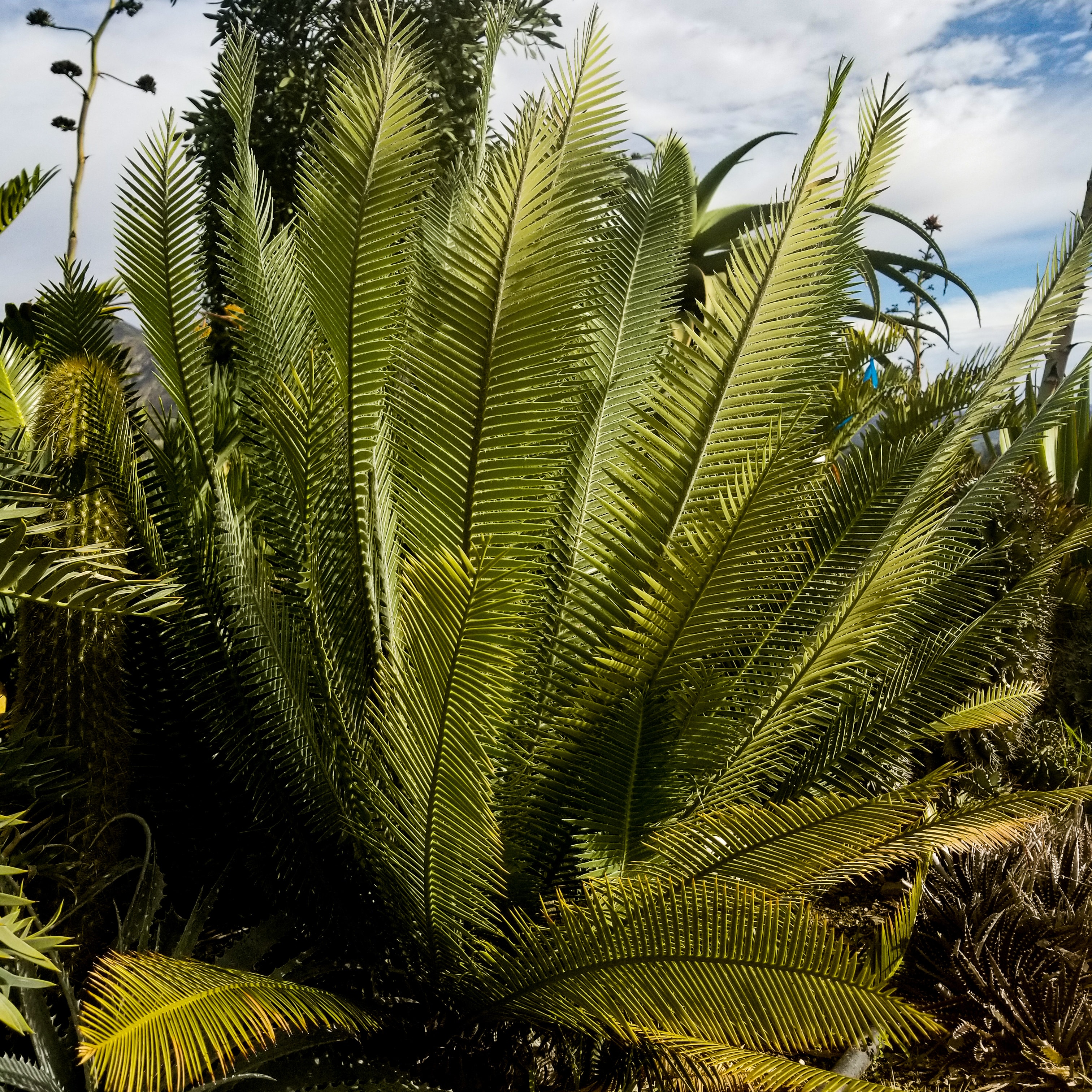 Cycads Specimen Gallery