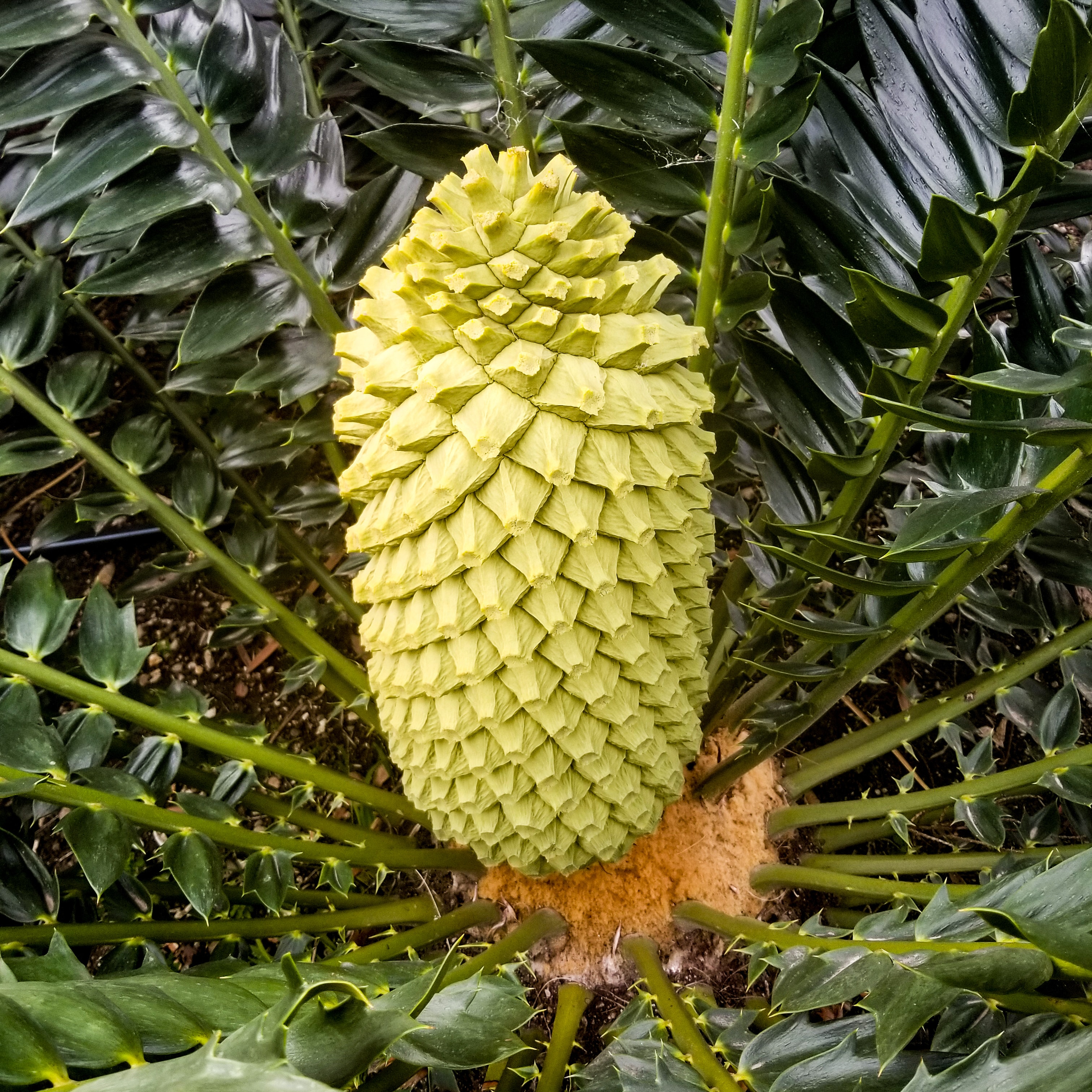 Aloes in Wonderland: Cycads: Encephalartos arenarius x woodii