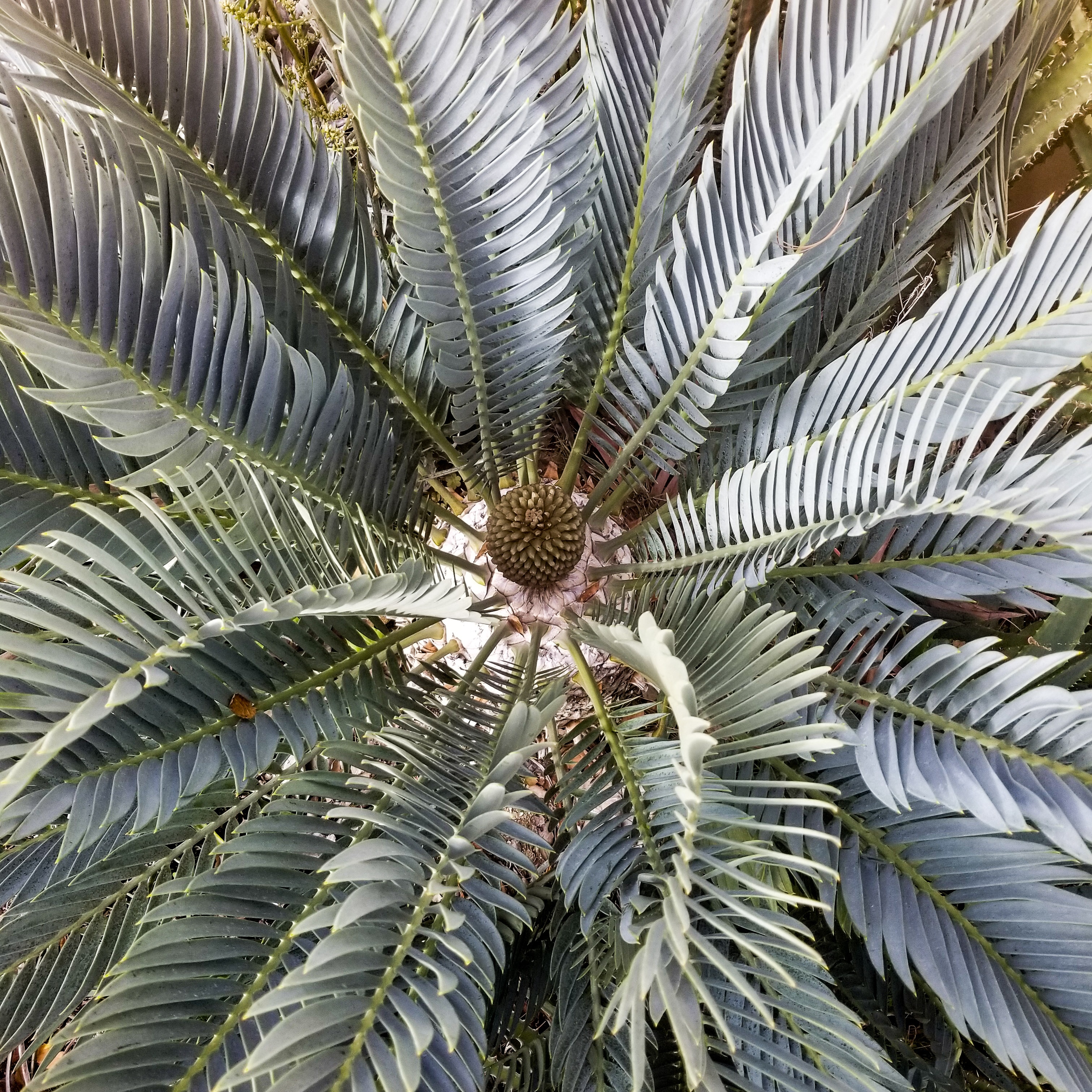 Aloes in Wonderland: Cycads: Encephalartos princeps