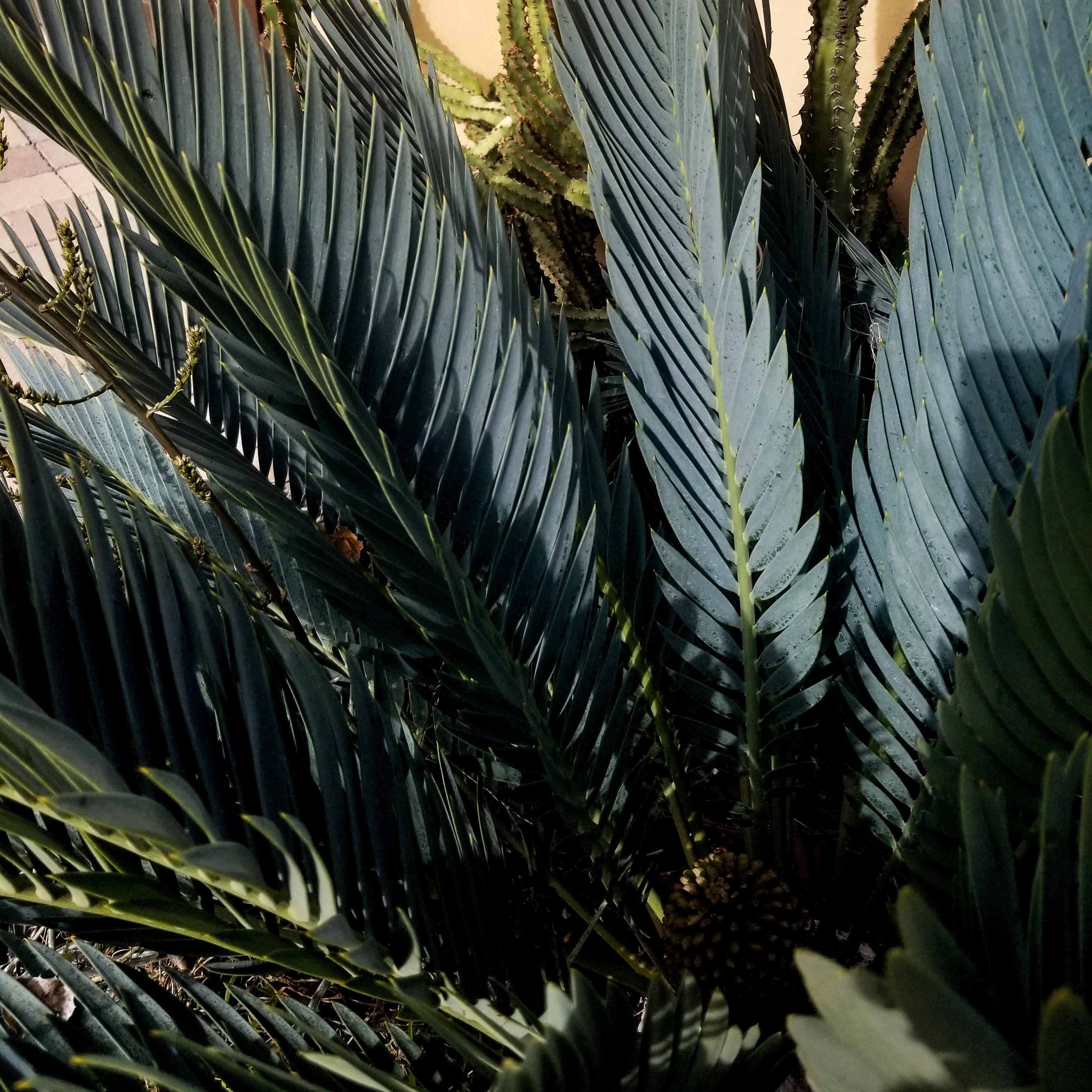 Aloes in Wonderland: Cycads: Encephalartos princeps