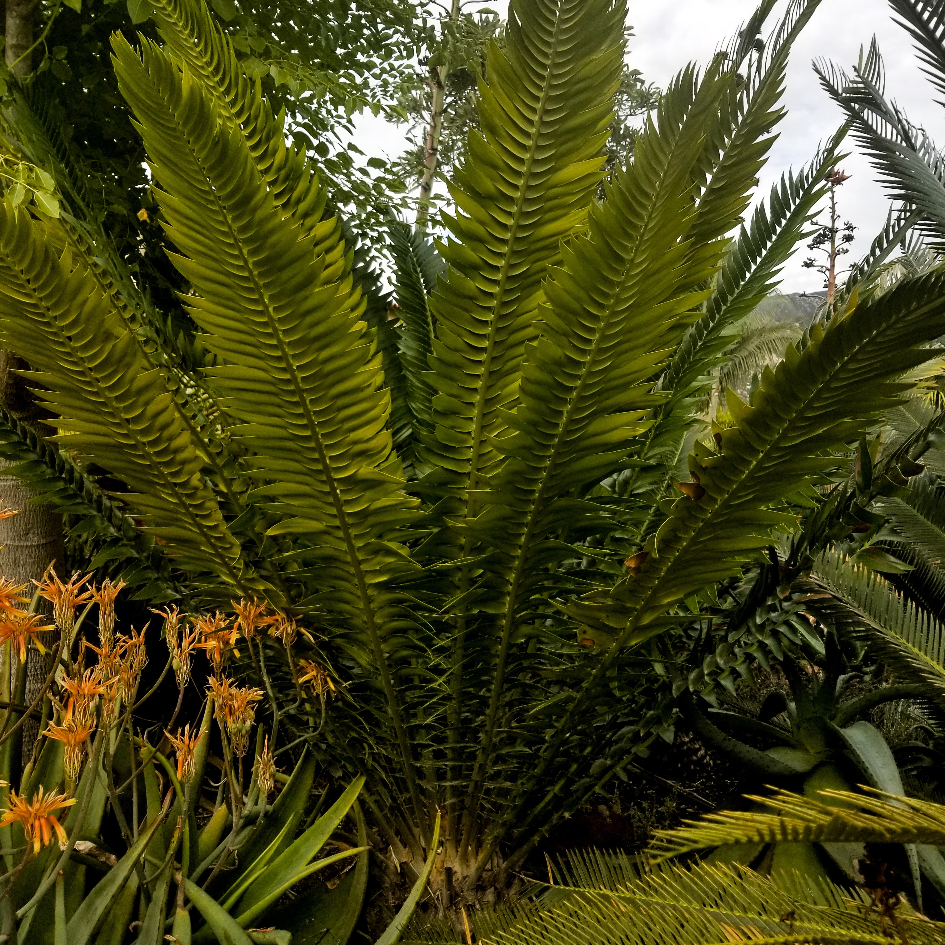 Cycads Specimen Gallery