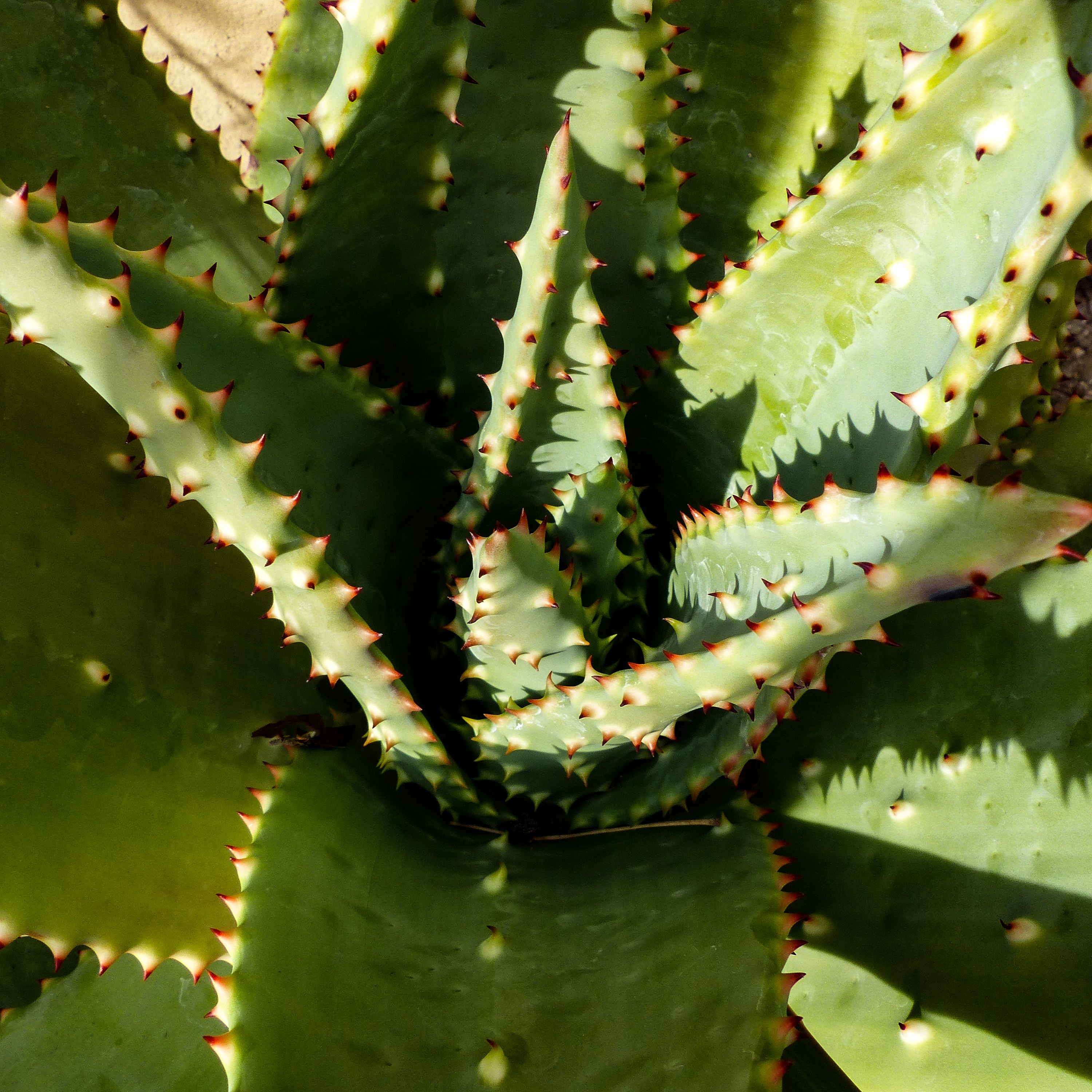 Aloes in Wonderland: Aloes: Aloe aculeata
