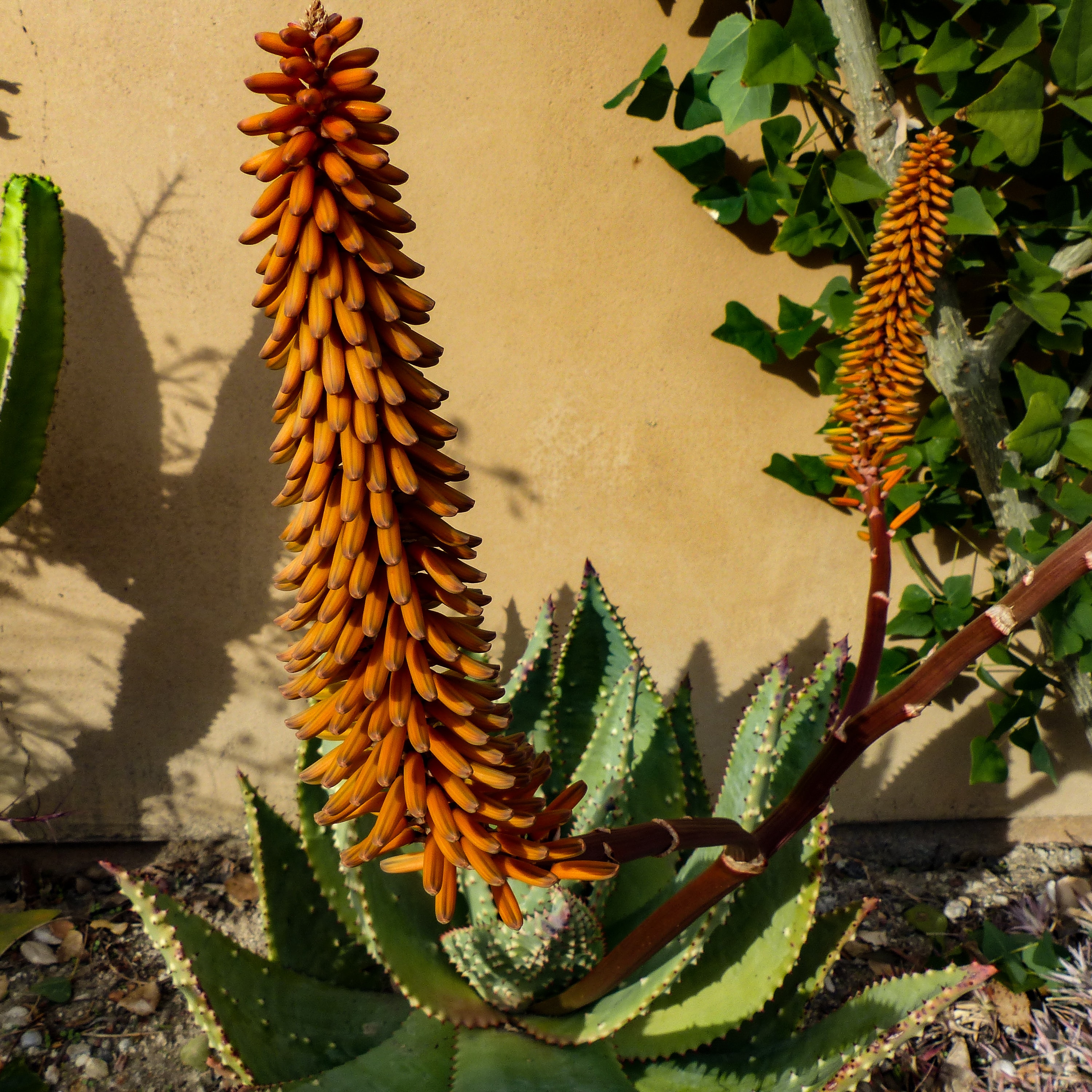Aloes in Wonderland: Aloes: Aloe aculeata