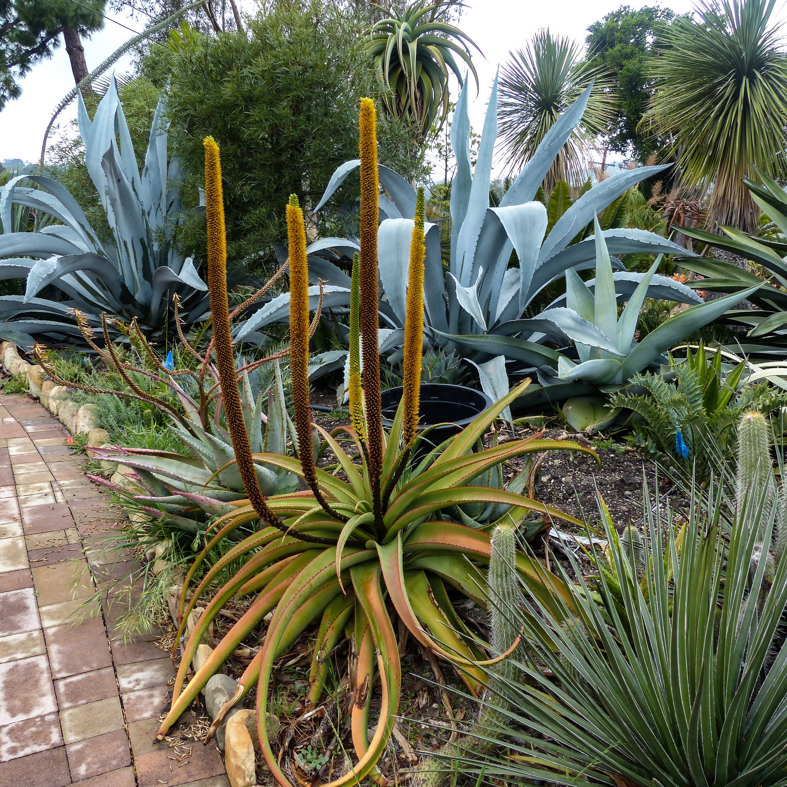 Aloes Specimen Gallery