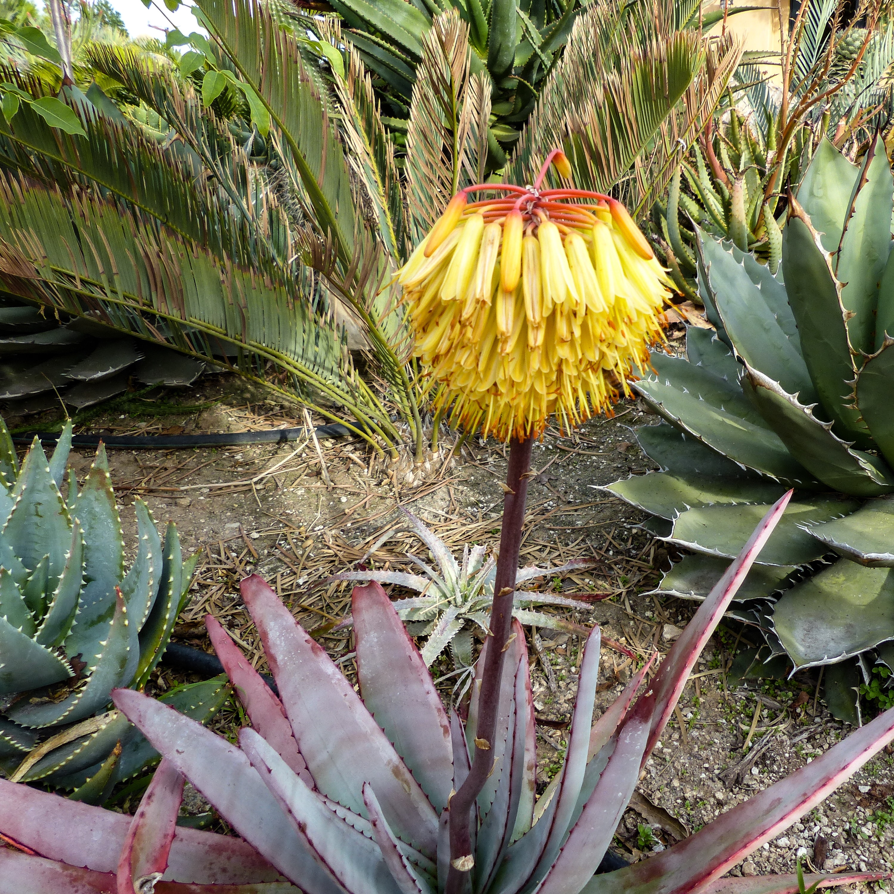 Aloes Specimen Gallery
