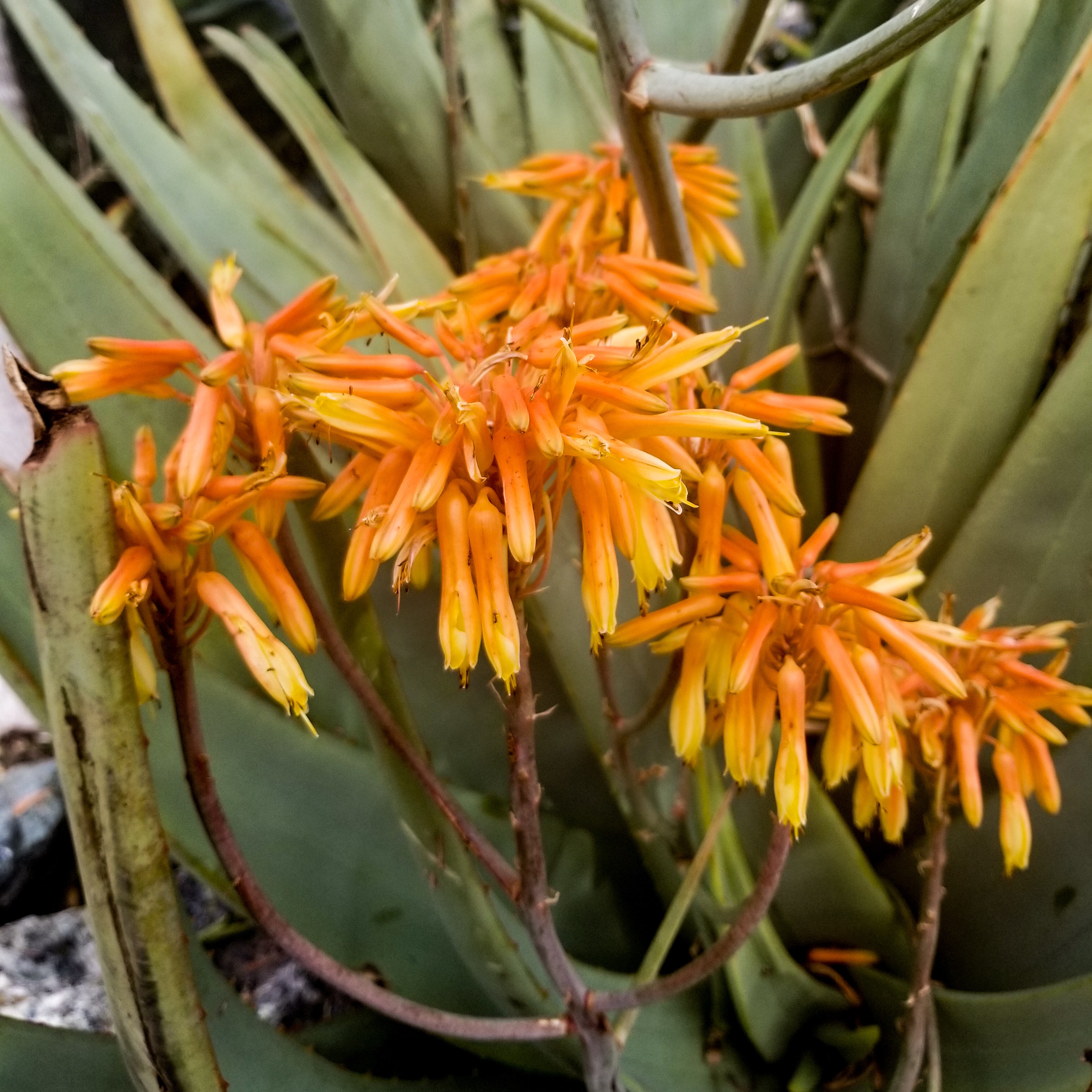 Aloes in Wonderland: Aloes: Aloe elegans