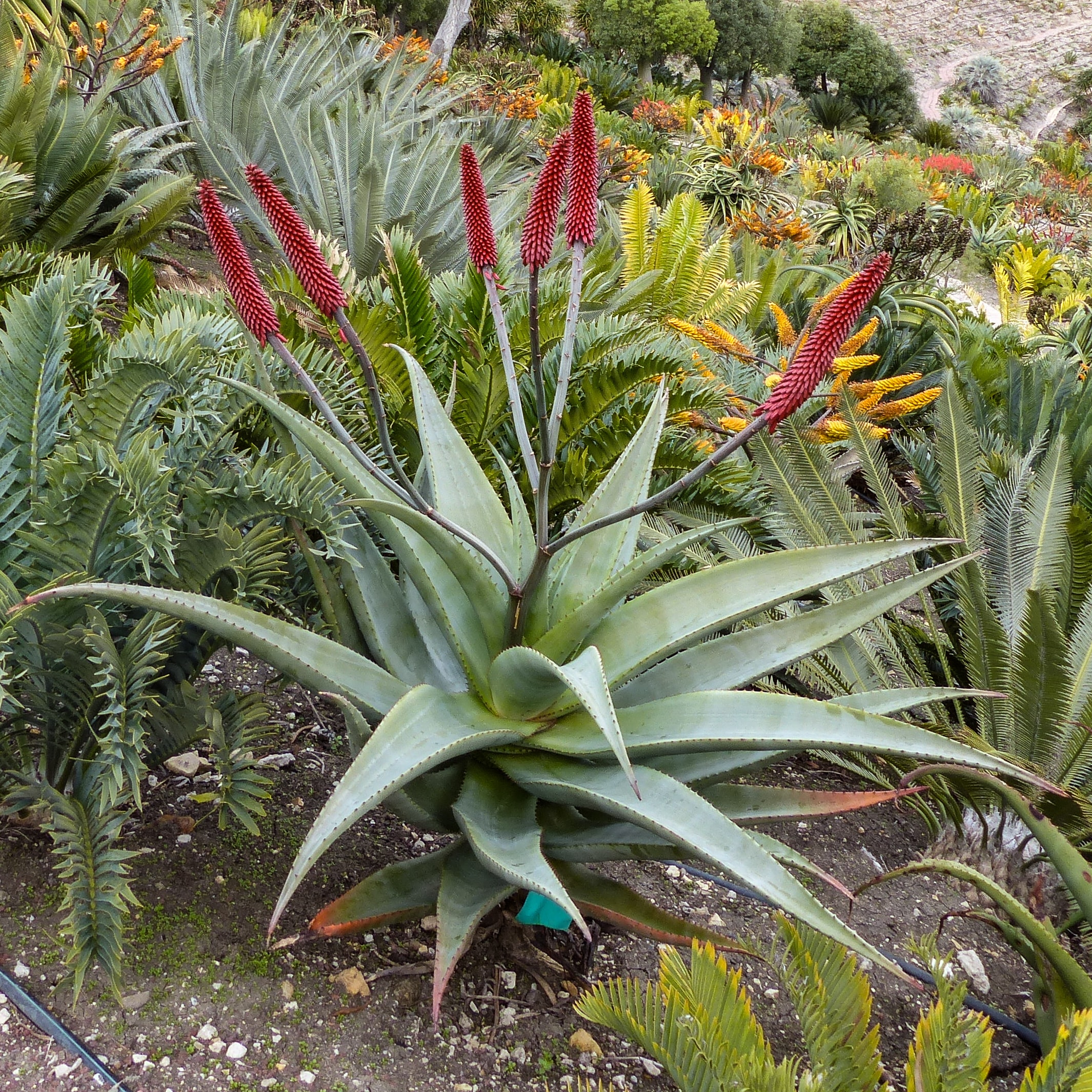 Aloes Specimen Gallery
