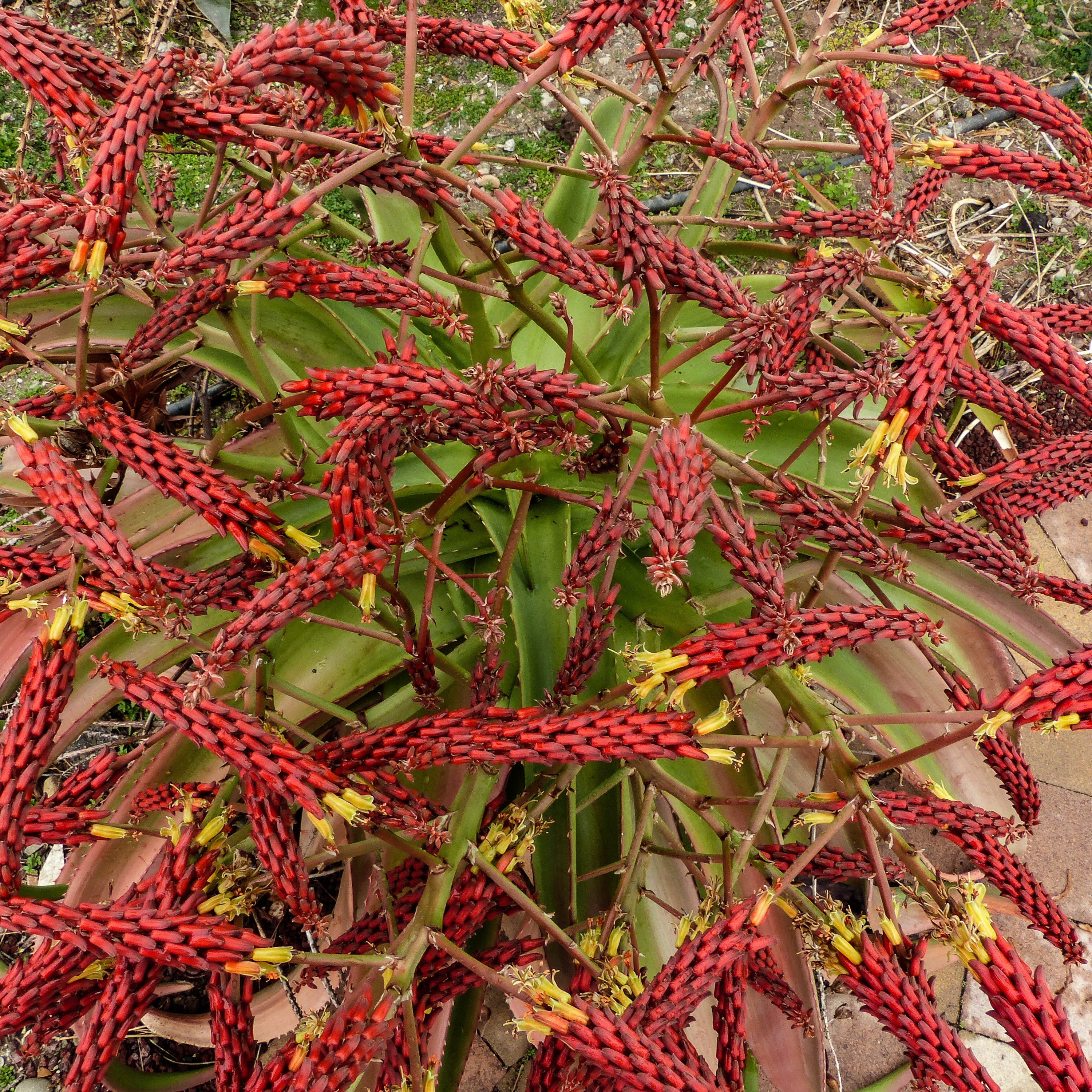 Aloes in Wonderland: Aloes: Aloe voatsanda