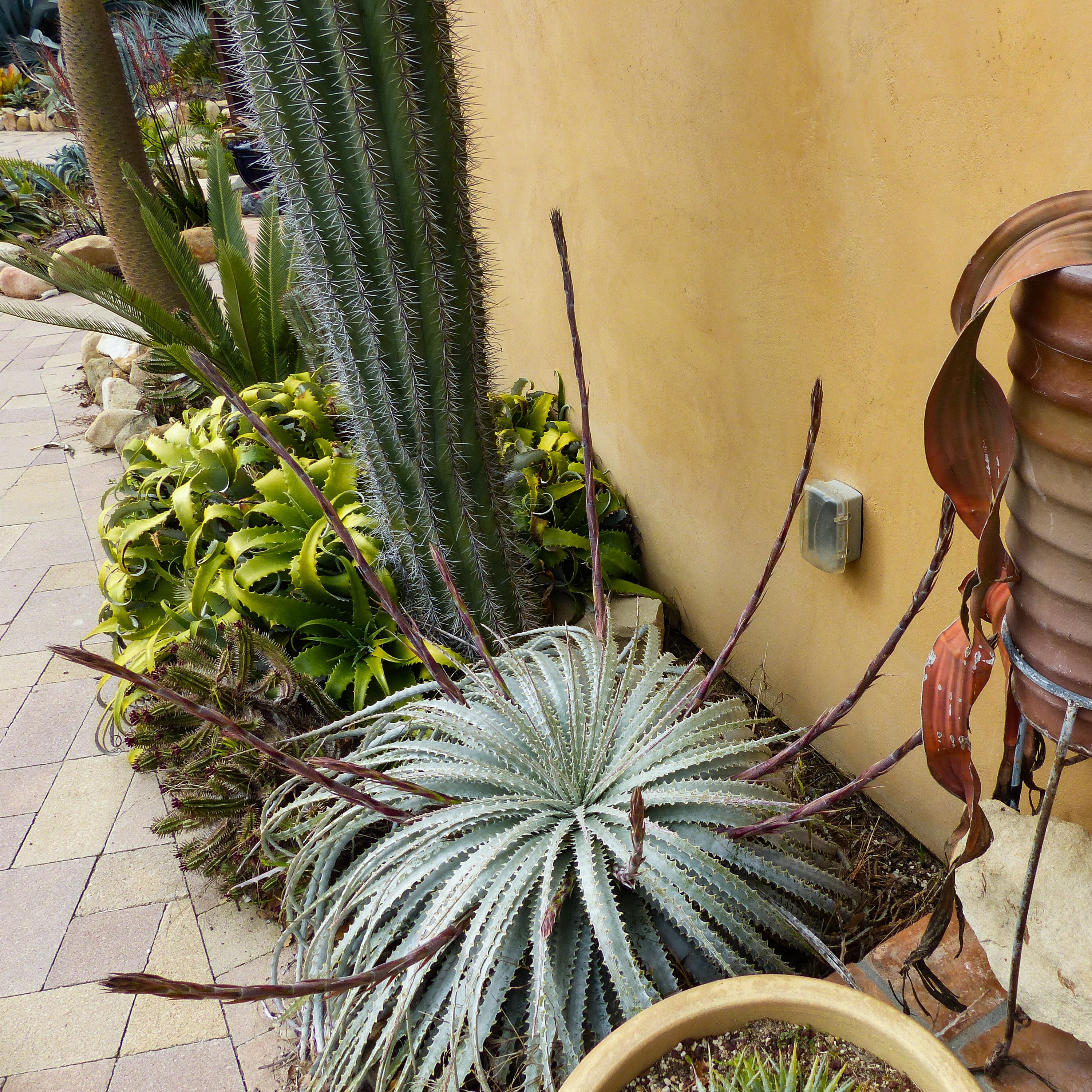 Agave and Hechtia Specimen Gallery