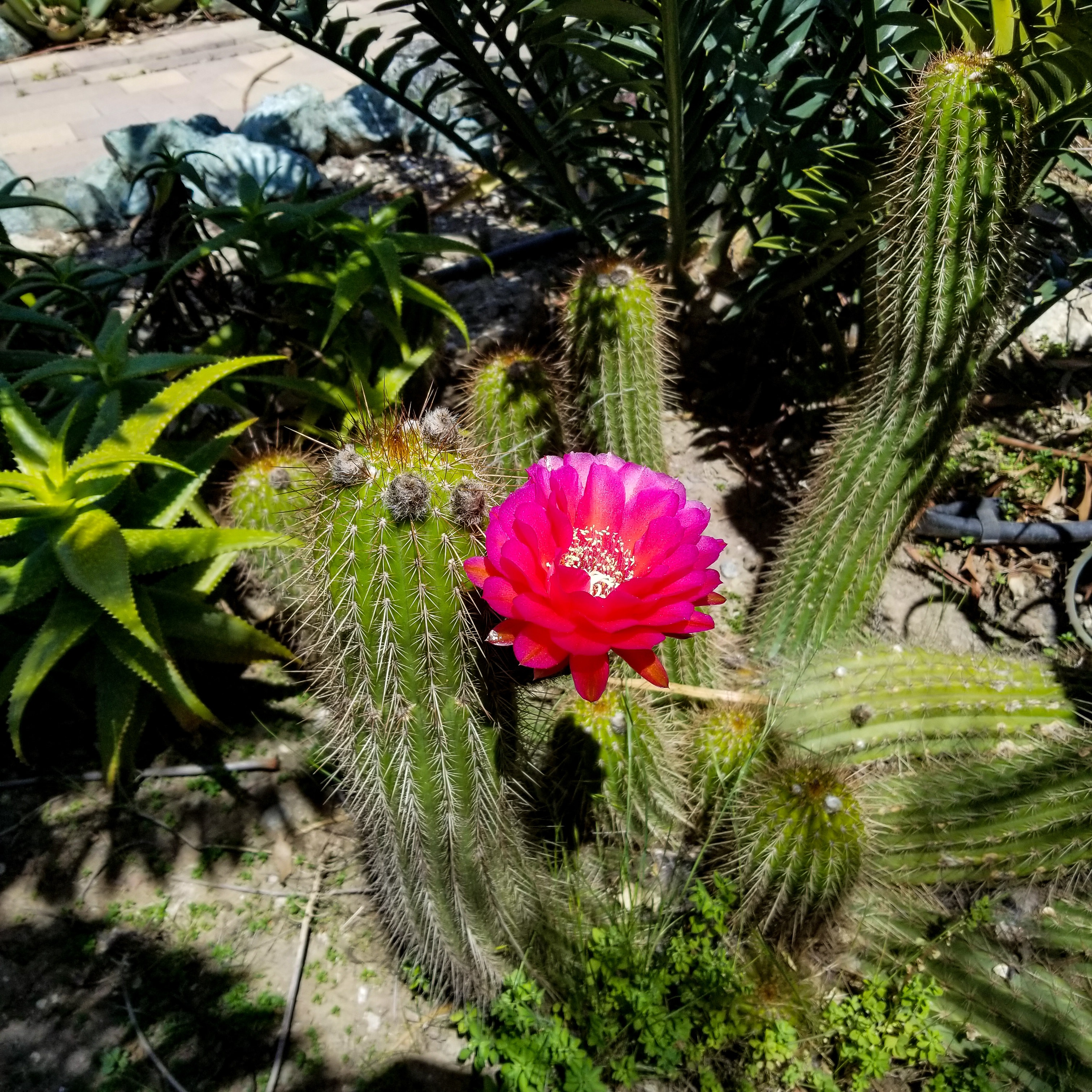 Cactus and Succulents Specimen Gallery