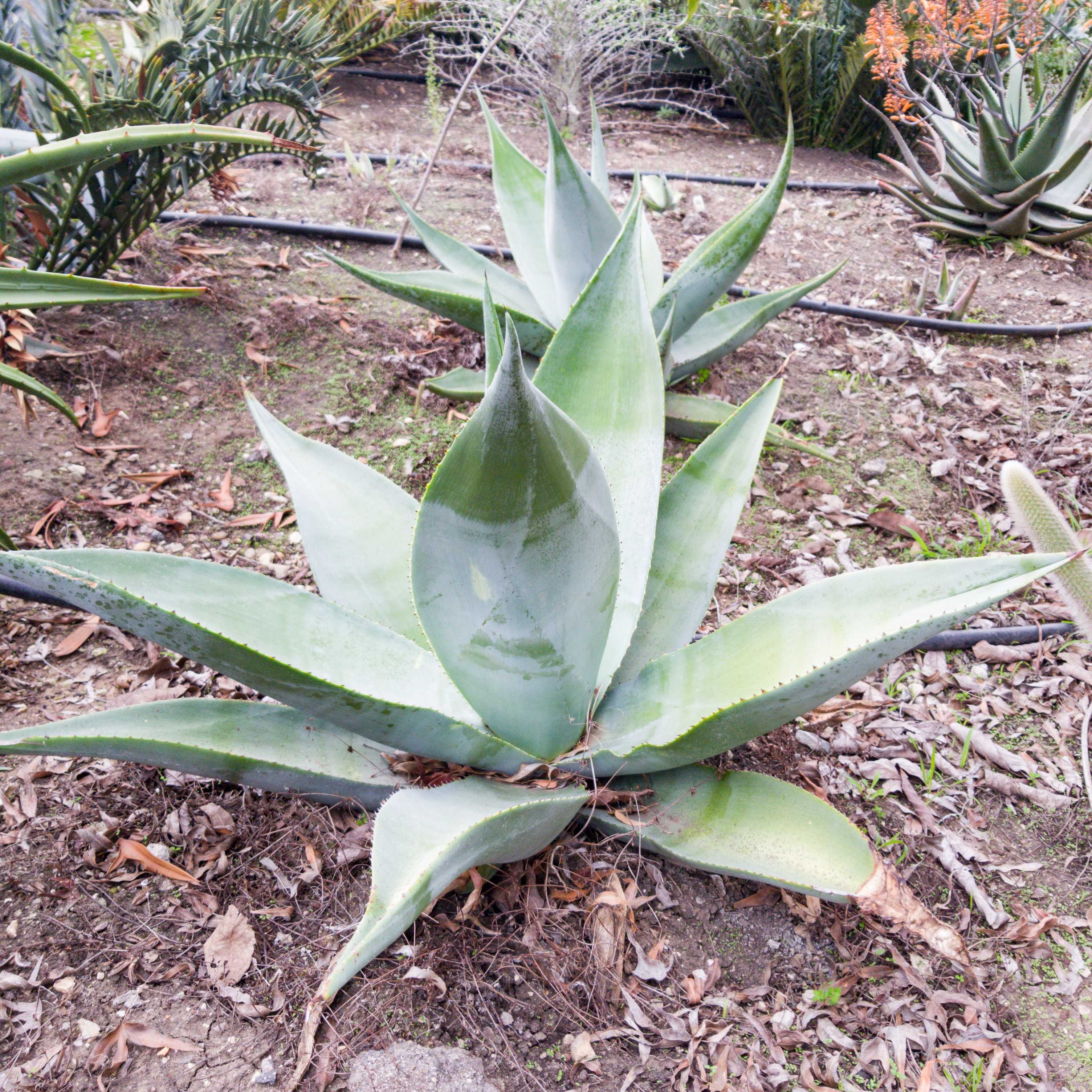 Aloes in Wonderland: Agave and Hechtia: Agave guiengola