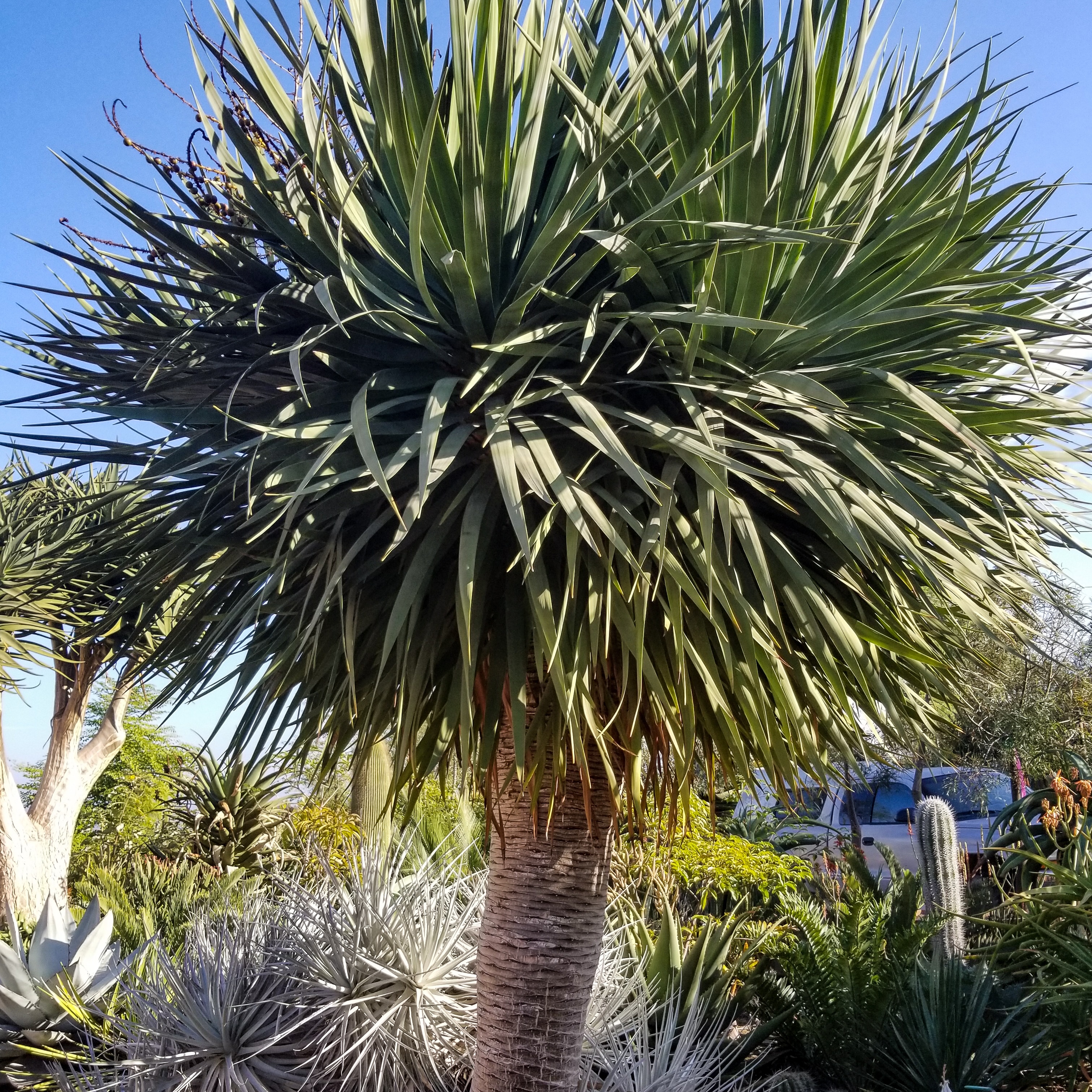 Aloes in Wonderland: Succulent Trees: Dracaena draco