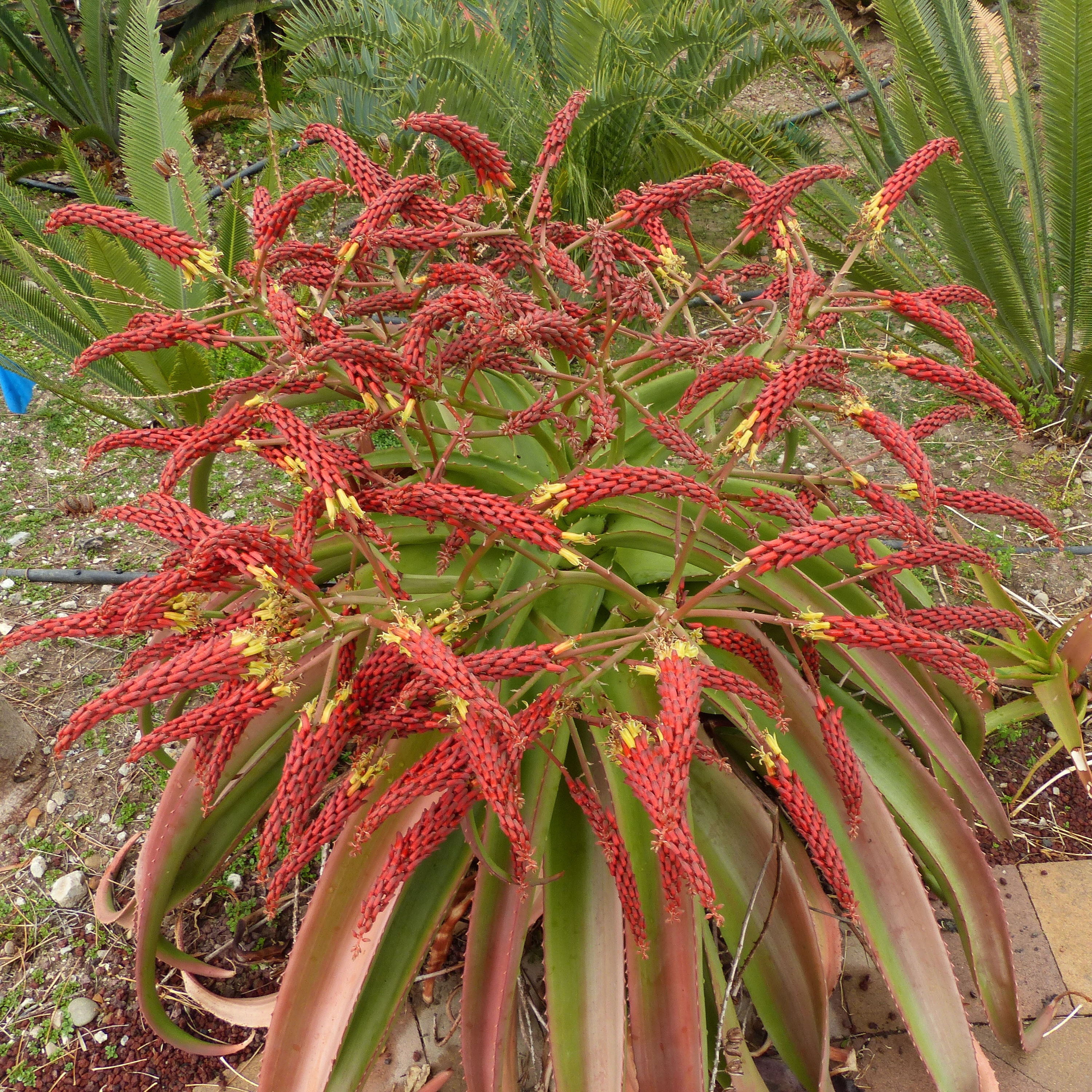 Aloes in Wonderland: Aloes: Aloe voatsanda