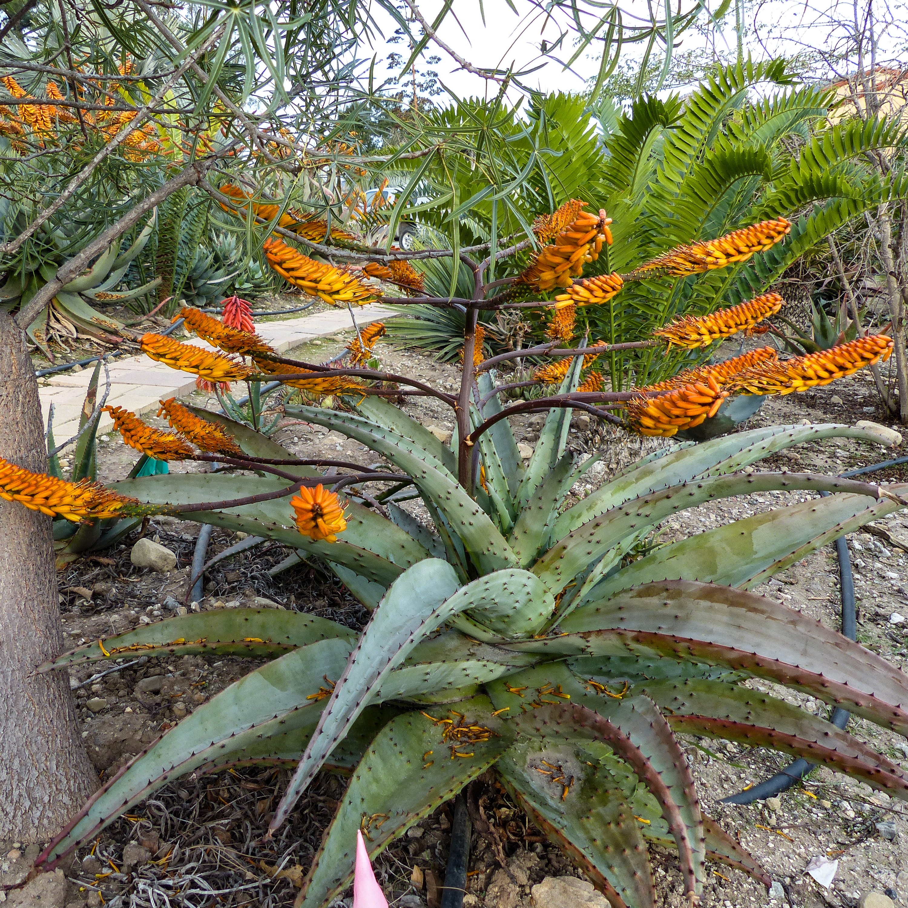 Aloes in Wonderland: Aloes: Aloe marlothii OP