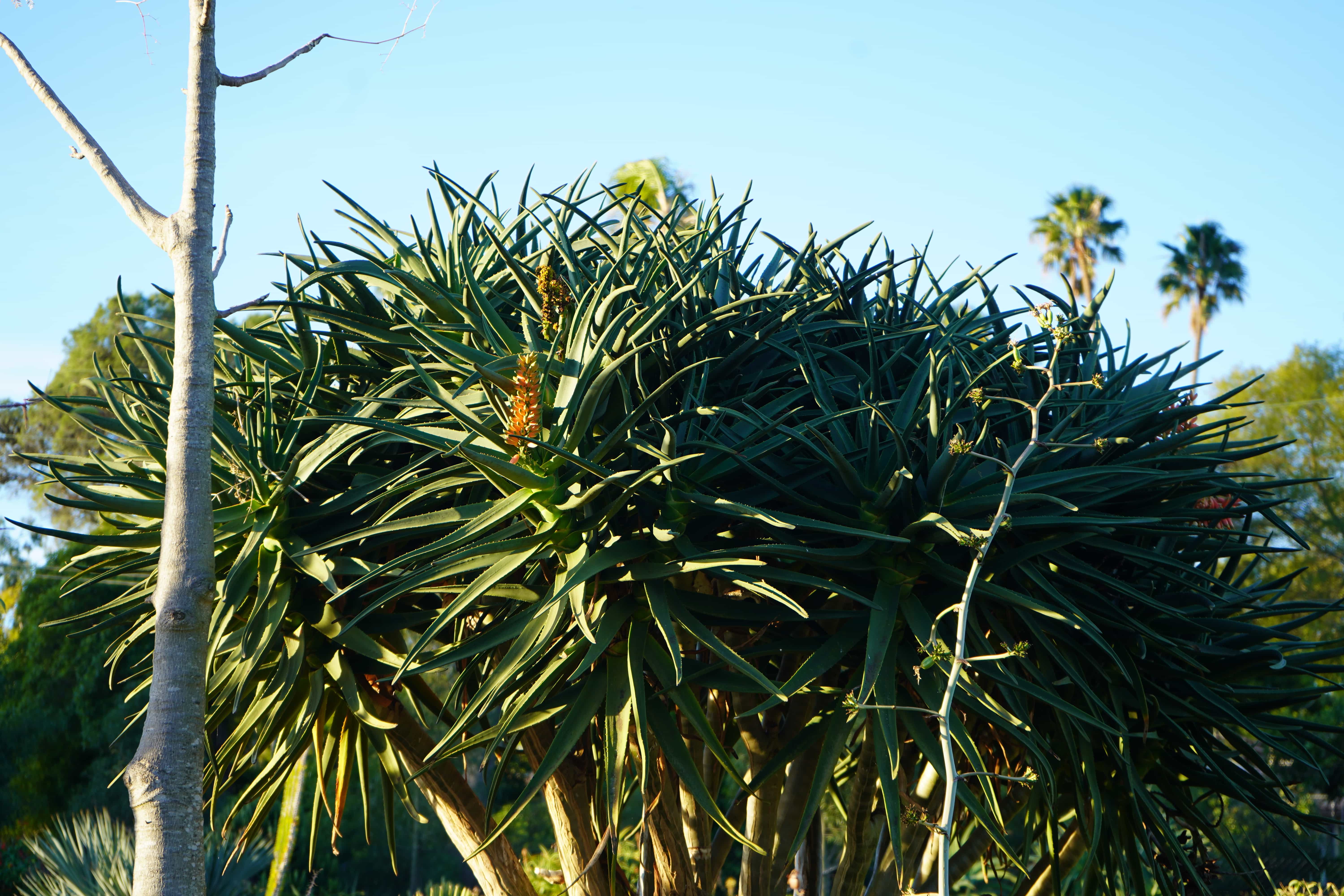 Aloes: Aloe "Hercules"