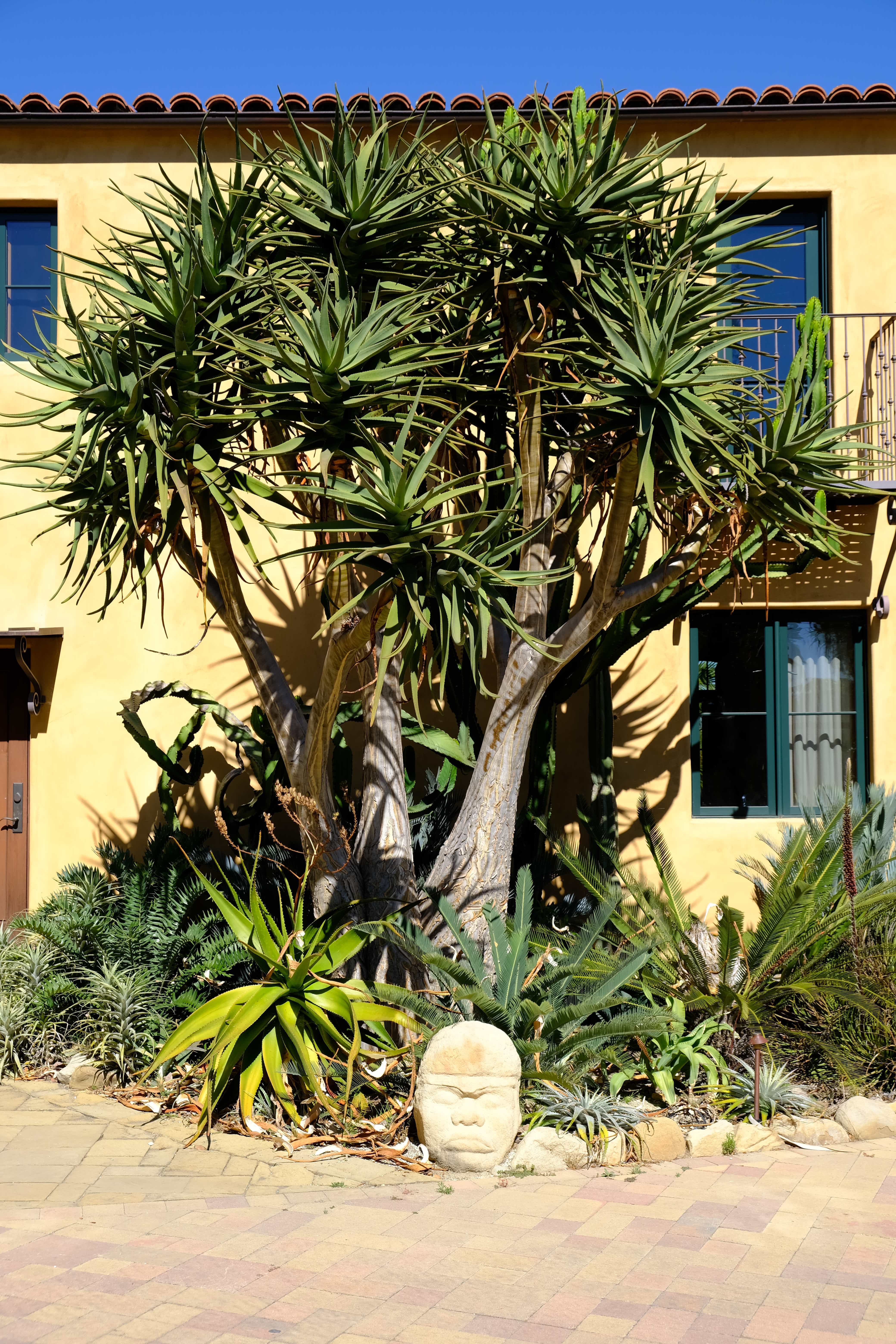 Aloes: Aloe "Hercules"