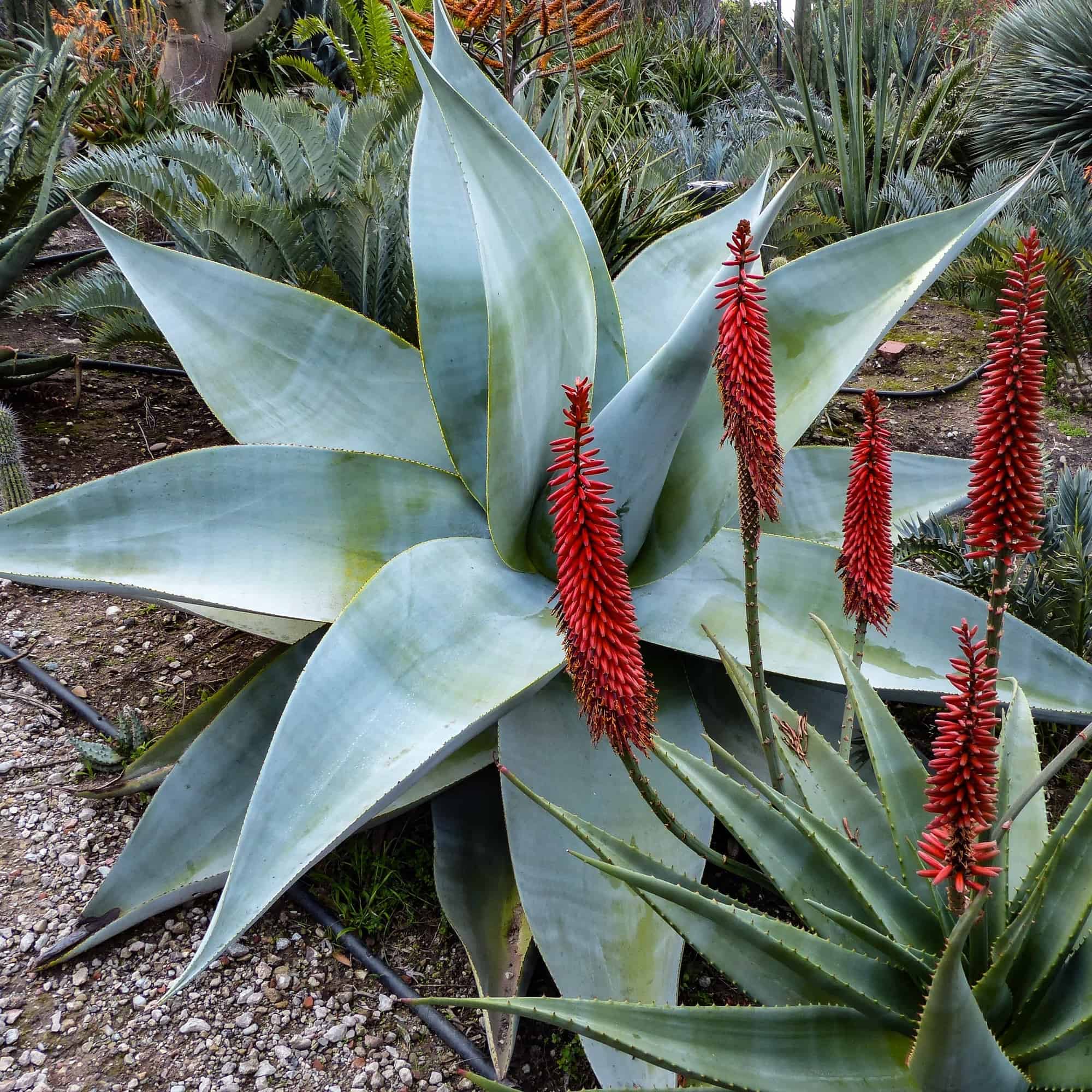 Agave and Hechtia: Agave ovatifolia