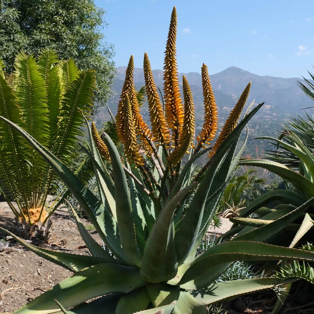 Aloes: Aloe excelsa
